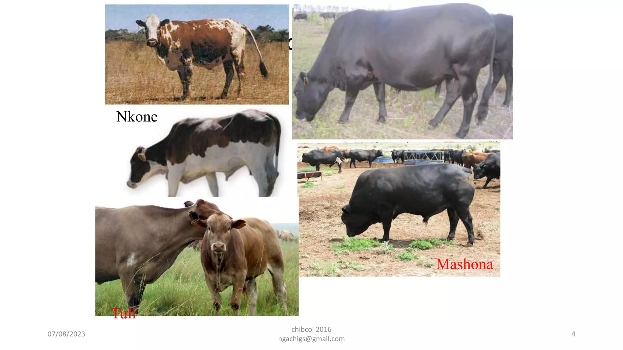 BEEF CATTLE BREEDS-1.pptx