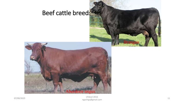 BEEF CATTLE BREEDS-1.pptx | Dogs | Pets