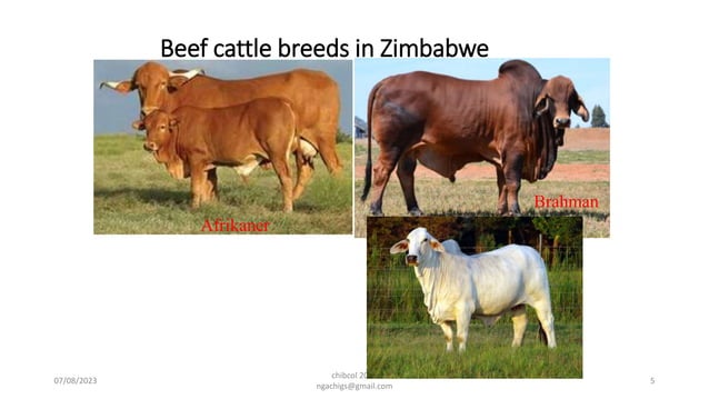 BEEF CATTLE BREEDS-1.pptx | Dogs | Pets