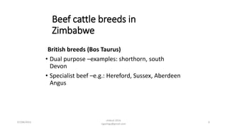 BEEF CATTLE BREEDS-1.pptx