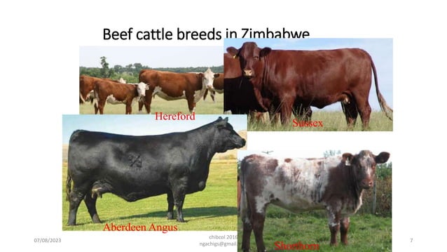 BEEF CATTLE BREEDS-1.pptx | Dogs | Pets