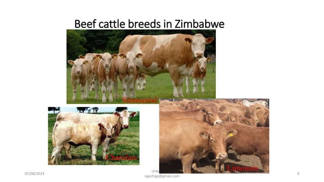 BEEF CATTLE BREEDS-1.pptx
