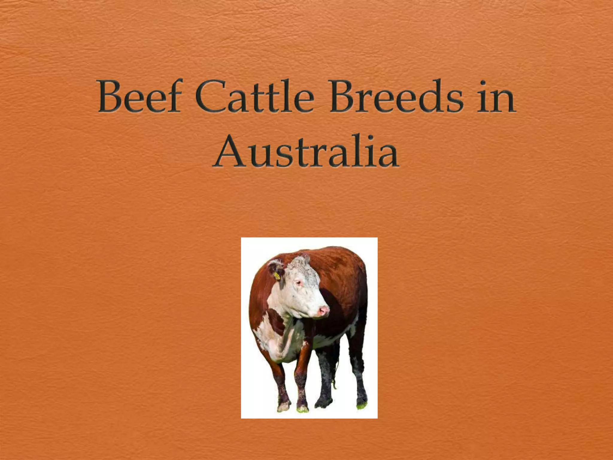 Australian beef cattle breeds | PPTX