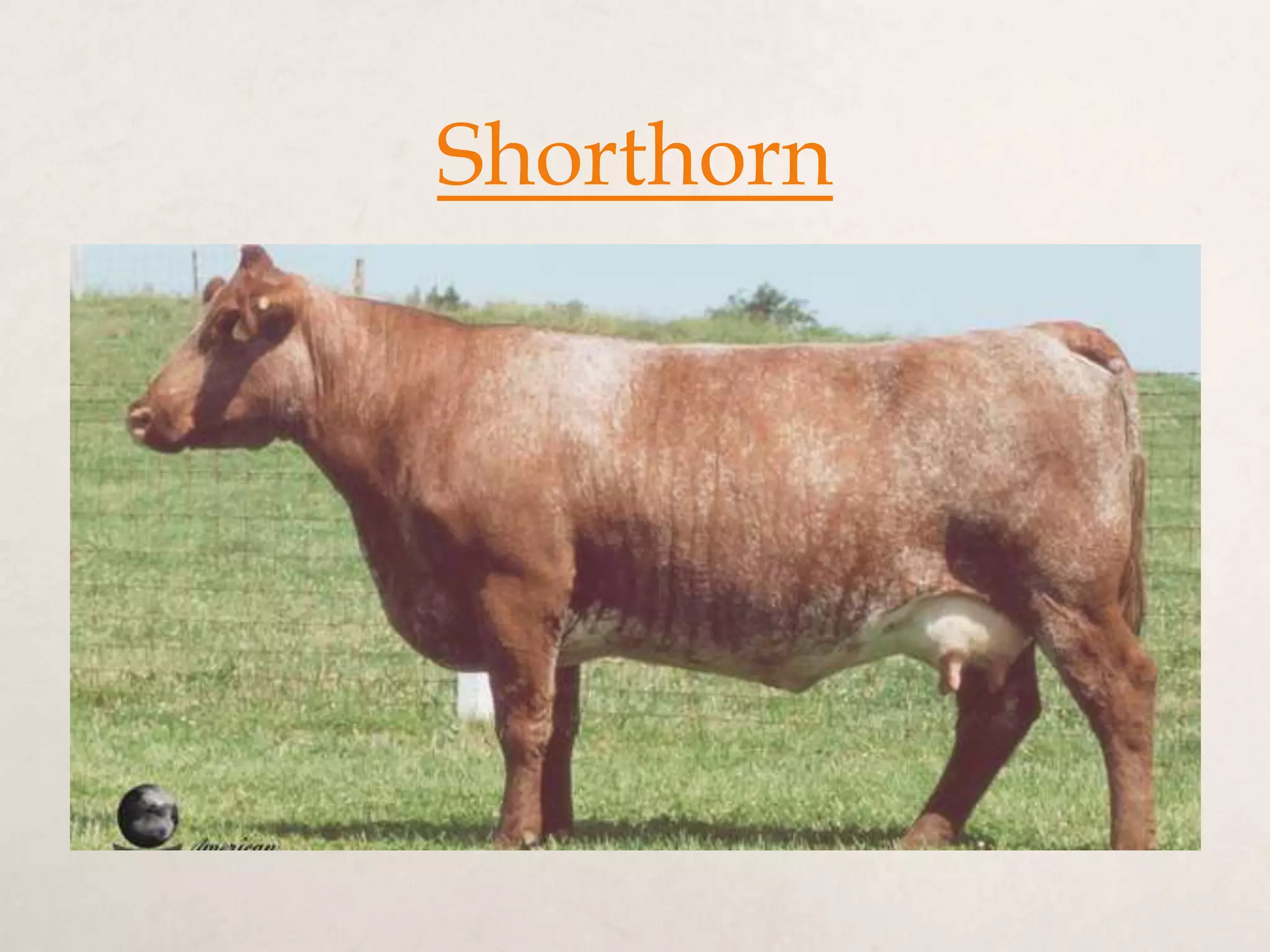 Australian beef cattle breeds | PPTX