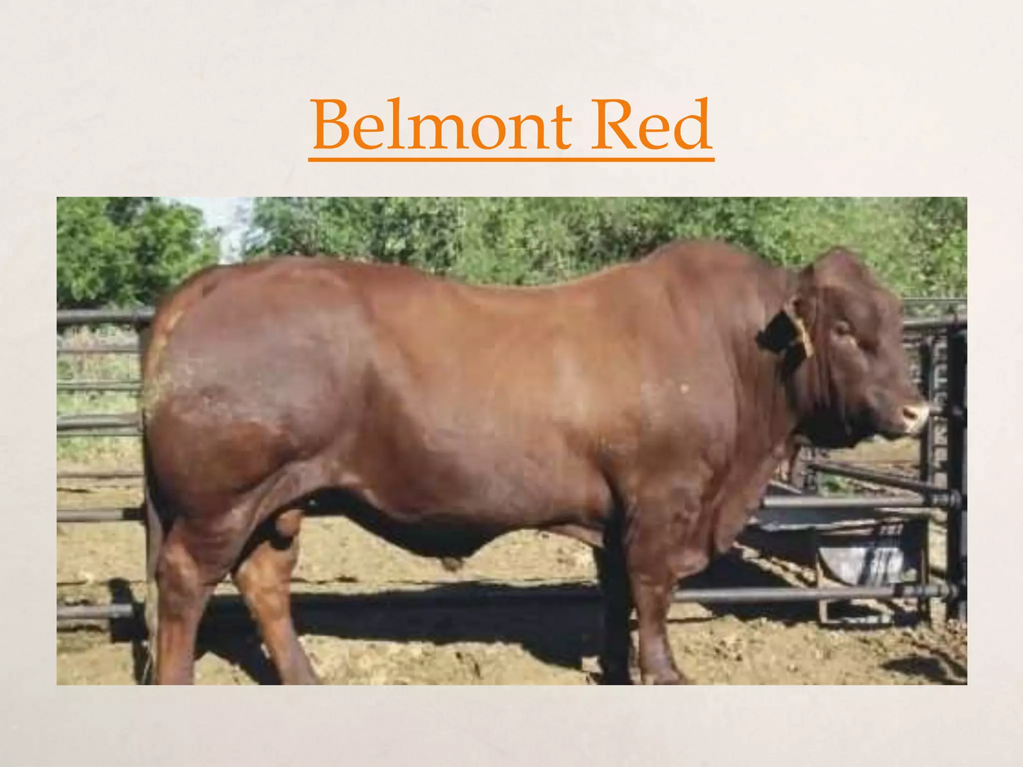 Australian beef cattle breeds | PPTX
