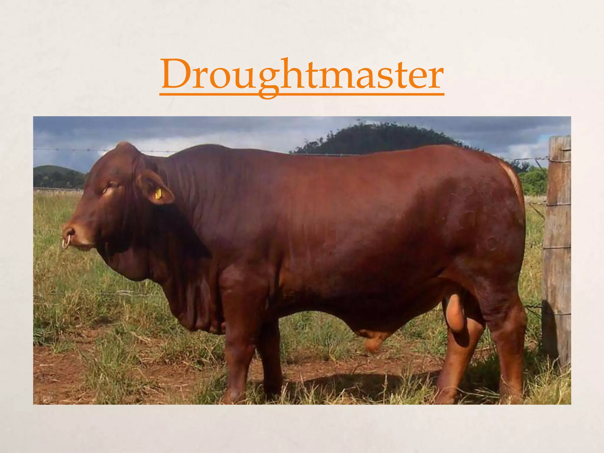 Australian beef cattle breeds | PPTX