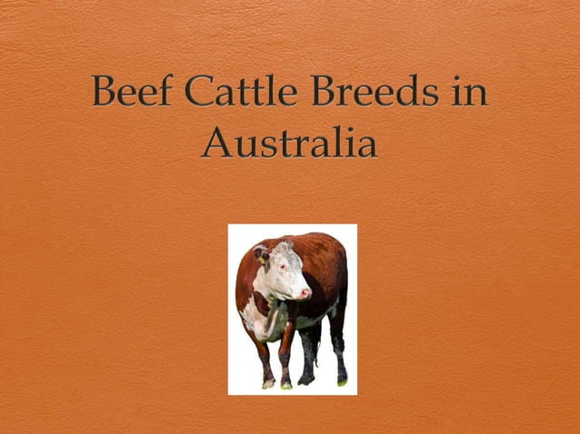 Australian beef cattle breeds | PPTX