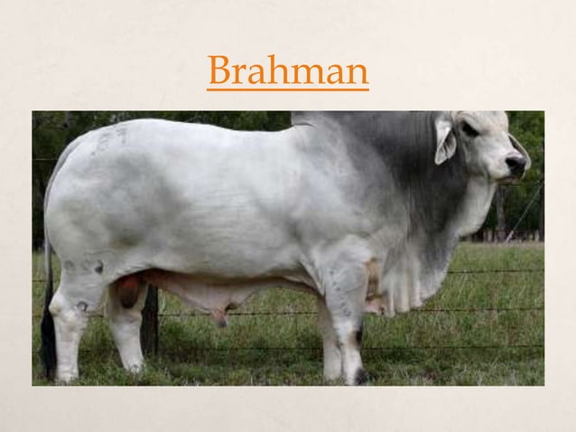 Australian beef cattle breeds | PPTX