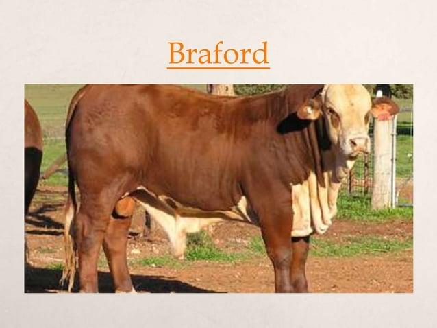Australian beef cattle breeds | PPTX