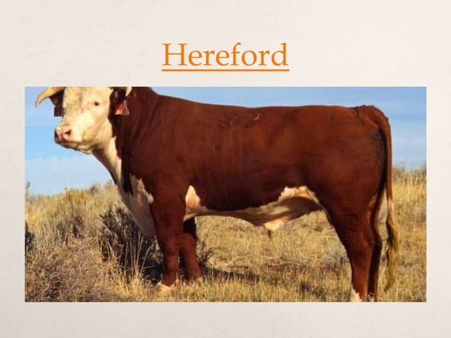 Australian beef cattle breeds | PPTX