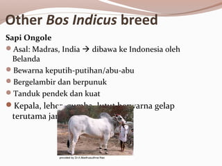 Beef Cattle Breeds | PPT