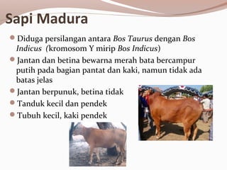 Beef Cattle Breeds | PPT | Hinduism | Religion & Spirituality