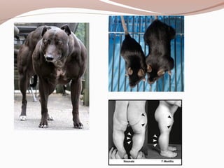 Myostatin Related Muscle Hypertrophy Dog
