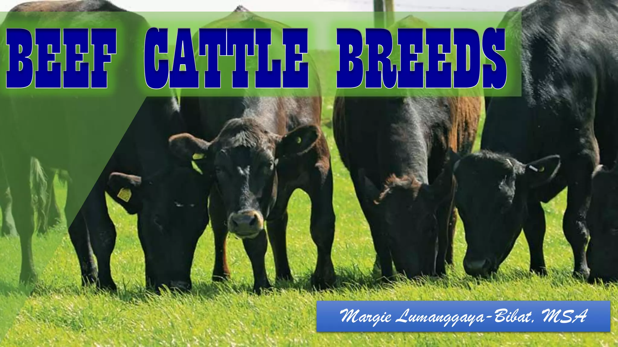 Beef cattle breeds | PDF