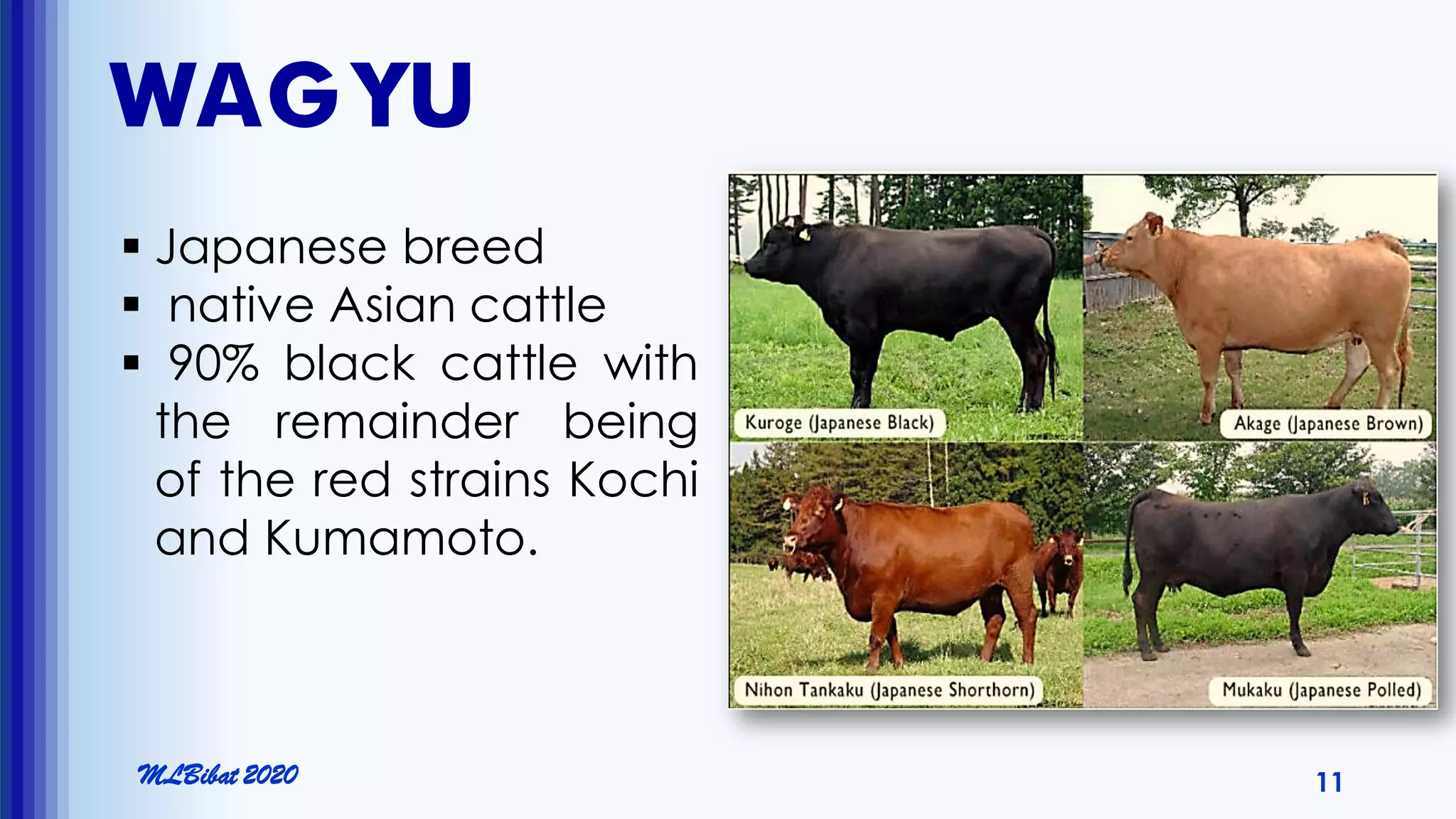 Beef cattle breeds | PDF
