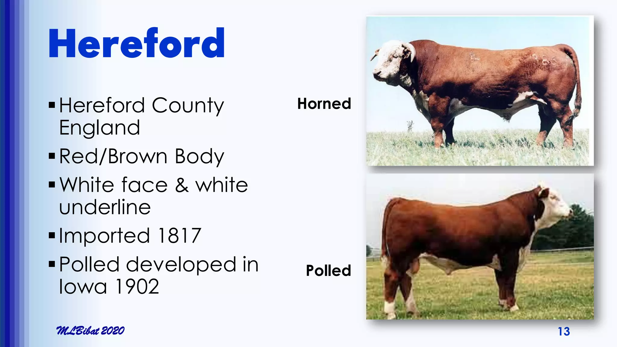Beef cattle breeds | PDF