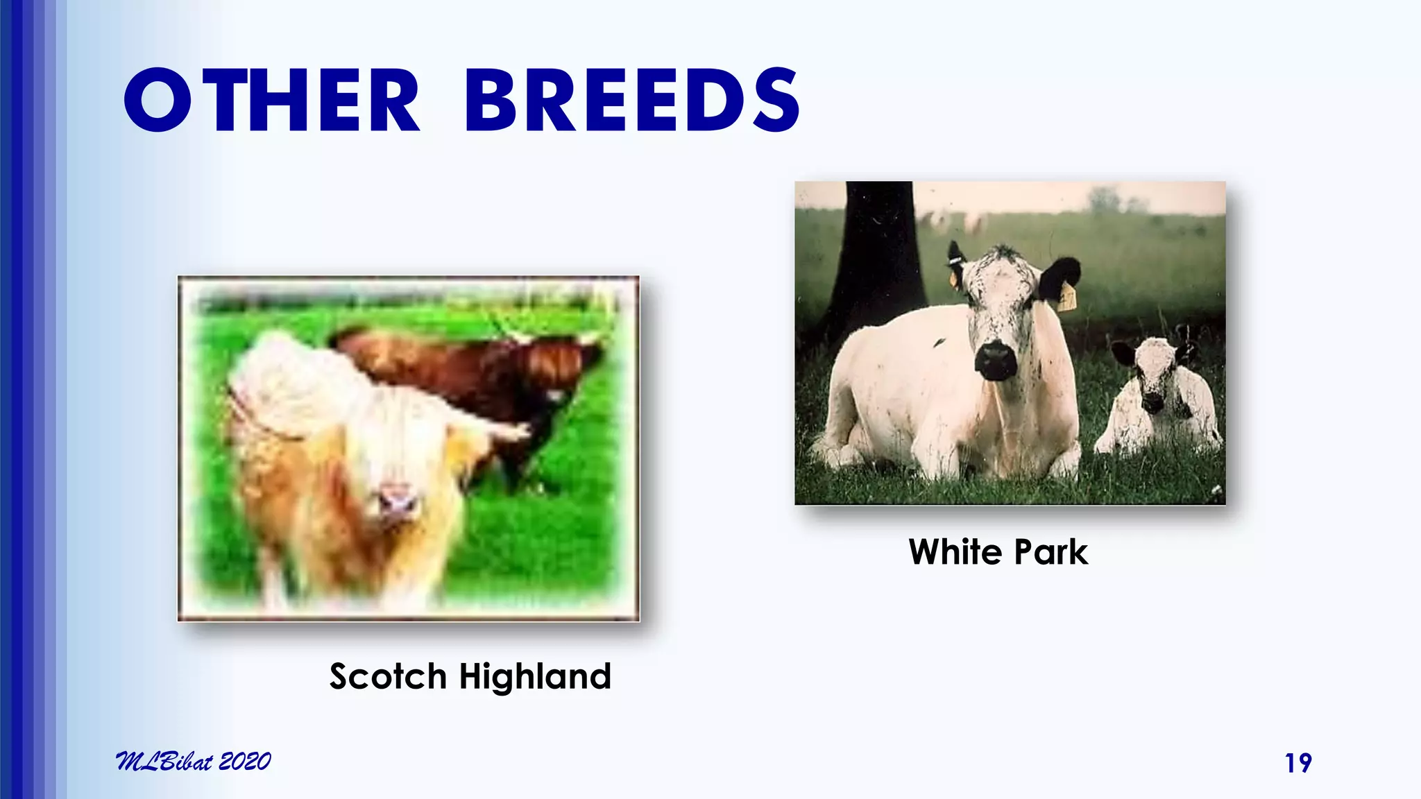 Beef cattle breeds | PDF