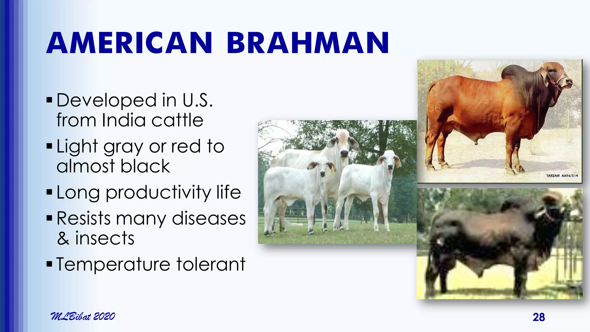 Beef cattle breeds | PDF
