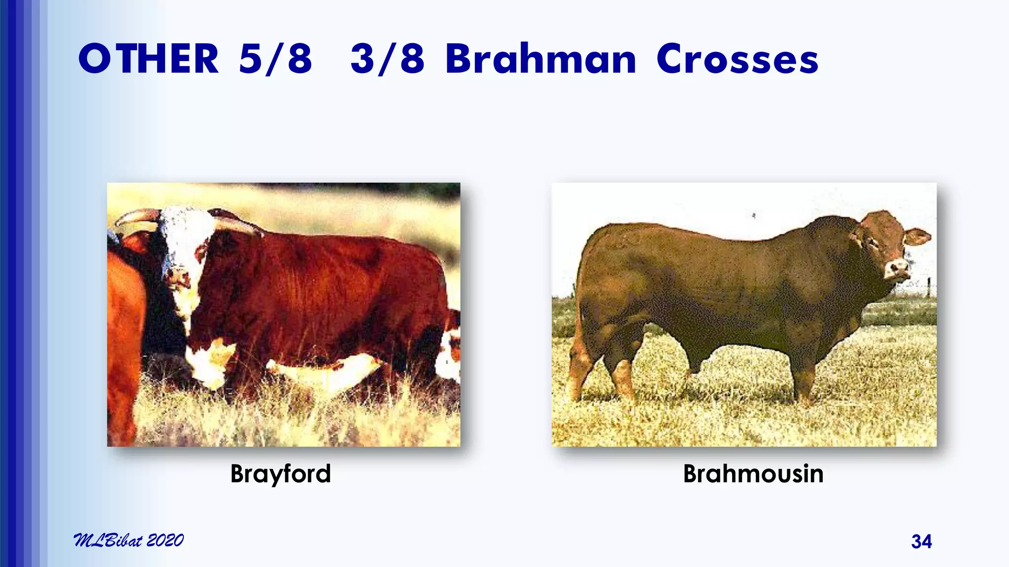 Beef cattle breeds | PDF