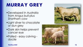 Beef cattle breeds | PDF