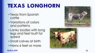 Beef cattle breeds | PDF