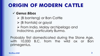 Beef cattle breeds | PDF