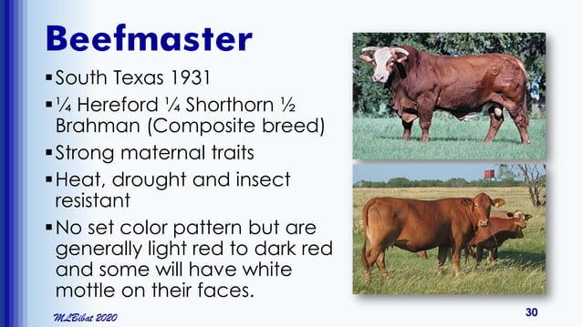 Beef cattle breeds | PDF