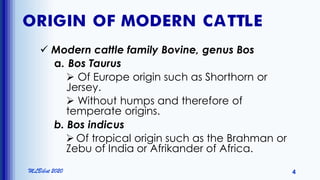 Beef cattle breeds | PDF