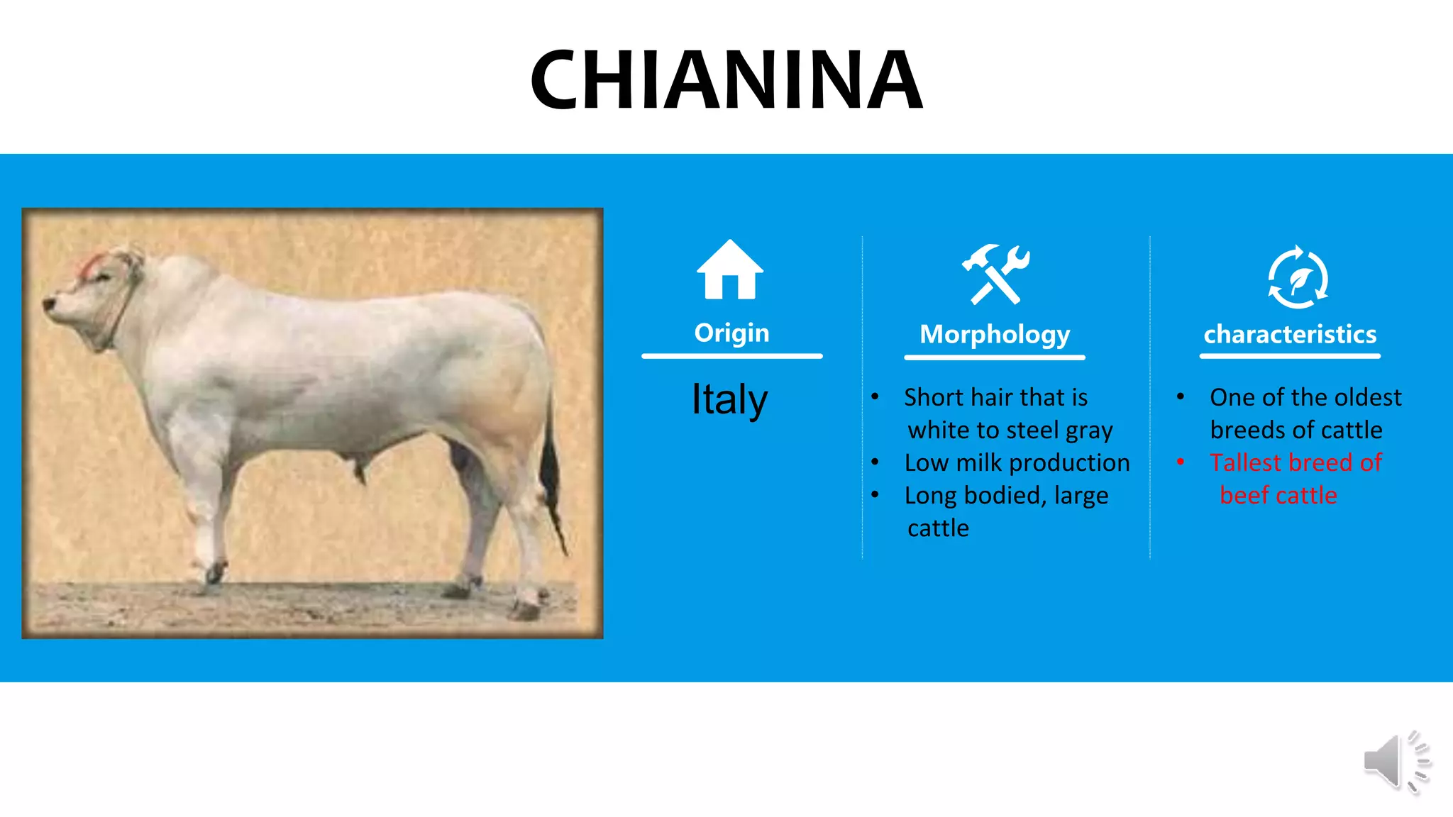 Beef cattle breeds by Dr.Faslu Rahman CK | PPTX