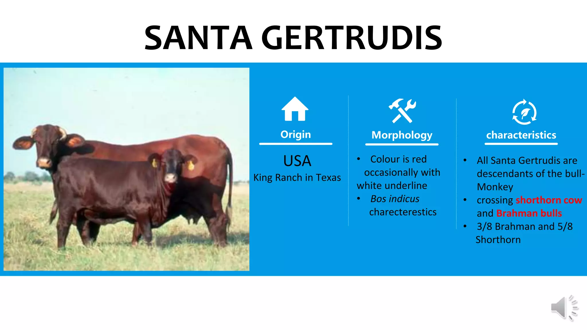 Beef cattle breeds by Dr.Faslu Rahman CK | PPTX