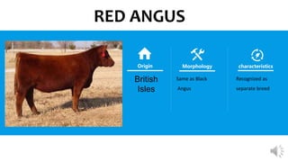 Beef cattle breeds by Dr.Faslu Rahman CK | PPTX