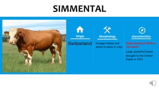 Beef cattle breeds by Dr.Faslu Rahman CK | PPT