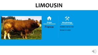 Beef cattle breeds by Dr.Faslu Rahman CK | PPT