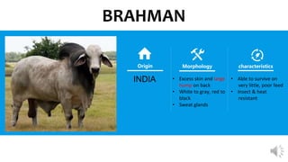 Beef cattle breeds by Dr.Faslu Rahman CK | PPTX