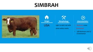 Beef cattle breeds by Dr.Faslu Rahman CK | PPT