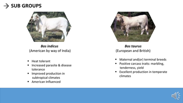 Beef cattle breeds by Dr.Faslu Rahman CK | PPT