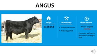 Beef cattle breeds by Dr.Faslu Rahman CK | PPT