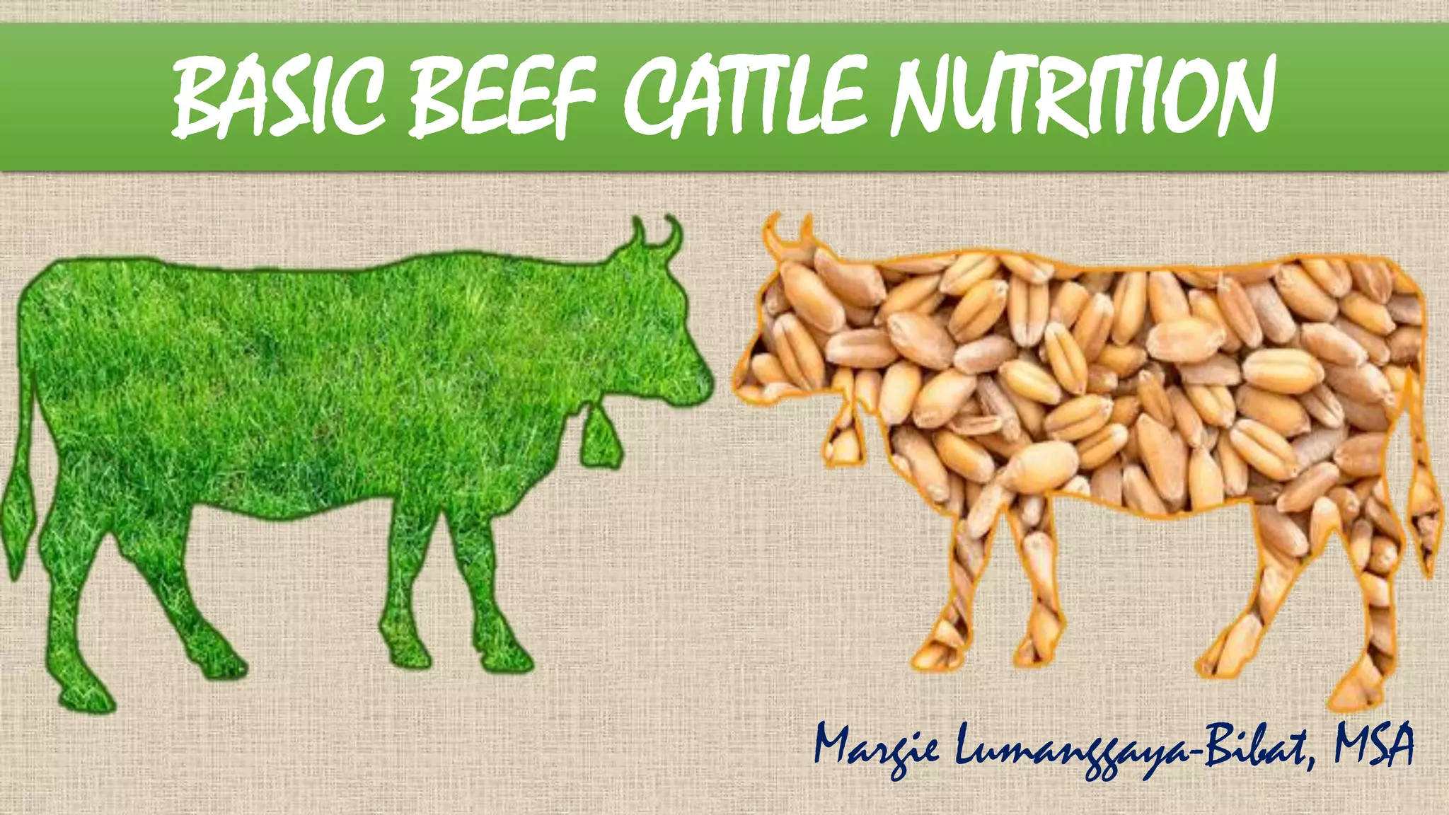 Beef cattle nutrition | PDF