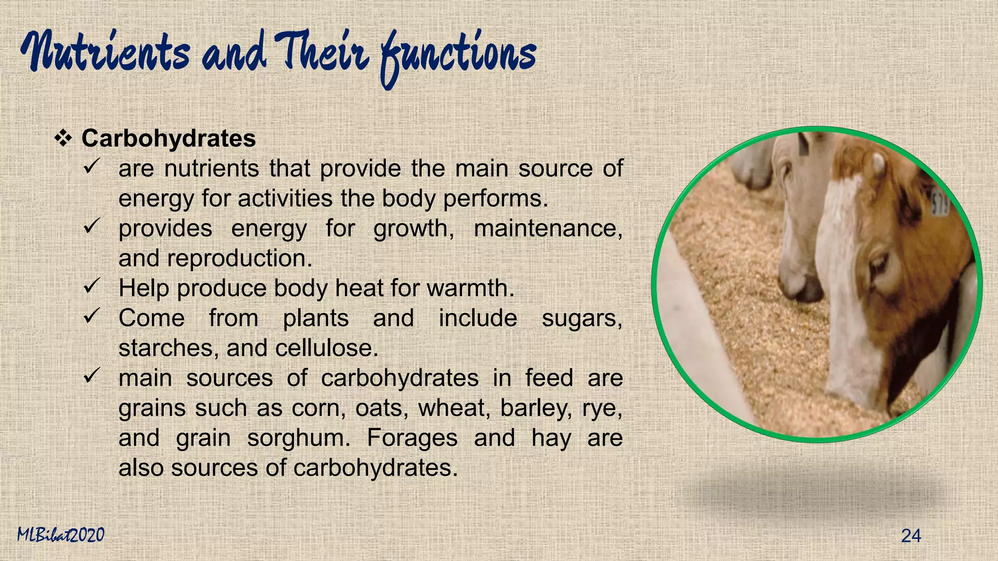 Beef cattle nutrition | PDF