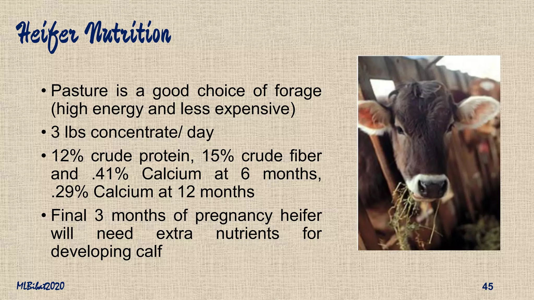 Beef cattle nutrition | PDF