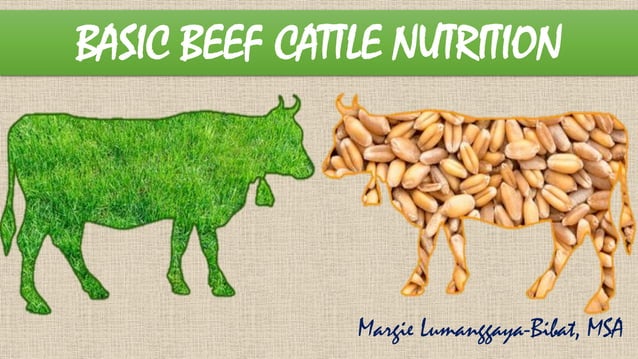 Beef cattle nutrition | PDF
