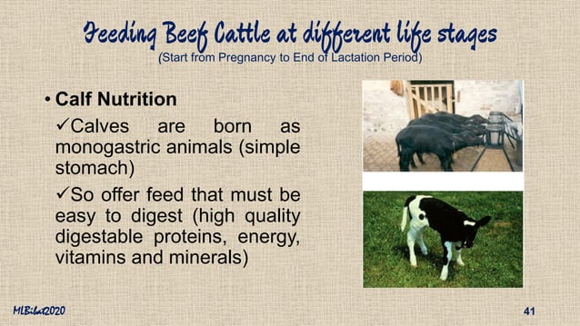 Beef cattle nutrition | PDF