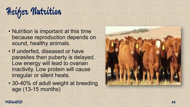 Beef cattle nutrition | PDF