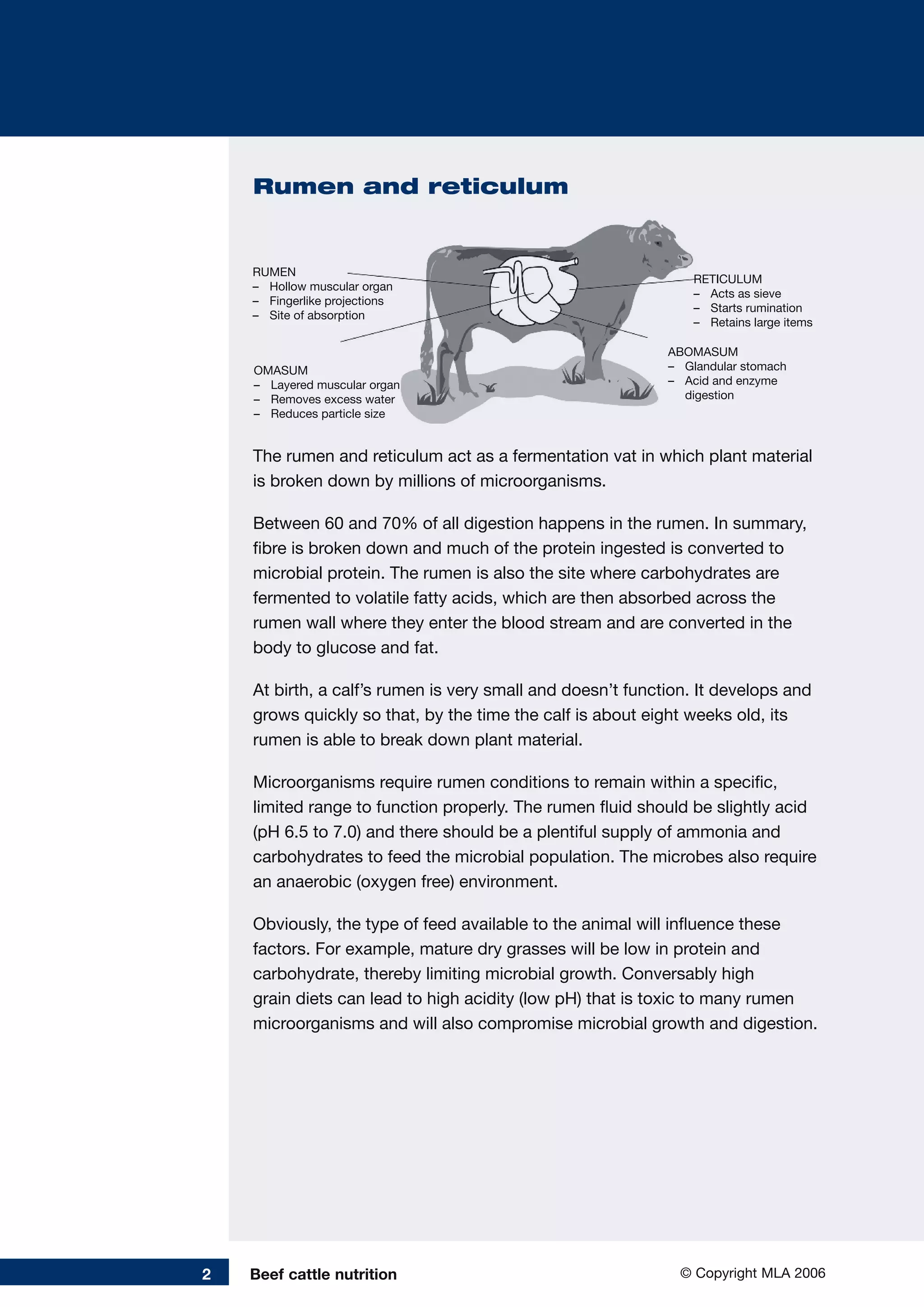 Beef cattle nutrition (australia) | PDF