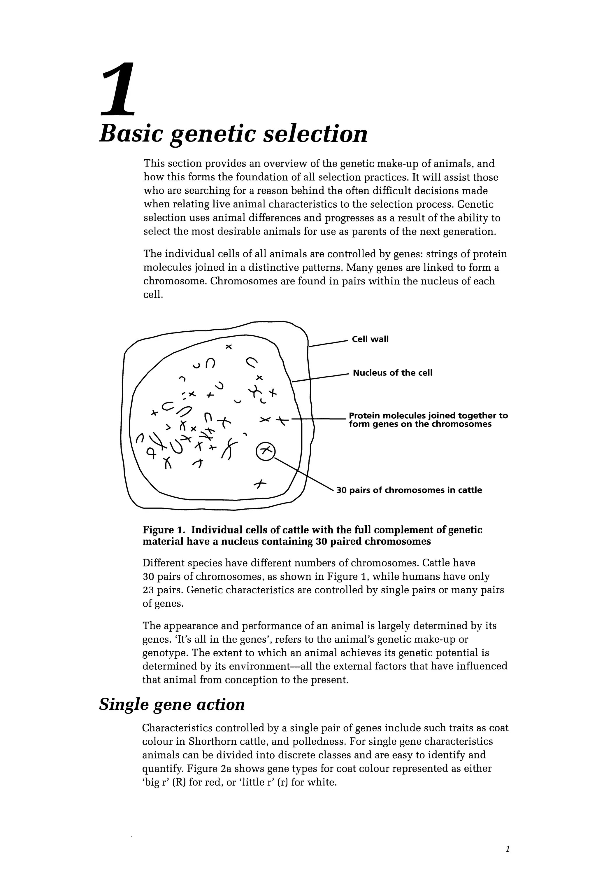 Beef cattle recording and selection (australia) | PDF