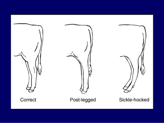 Beef cattleselection