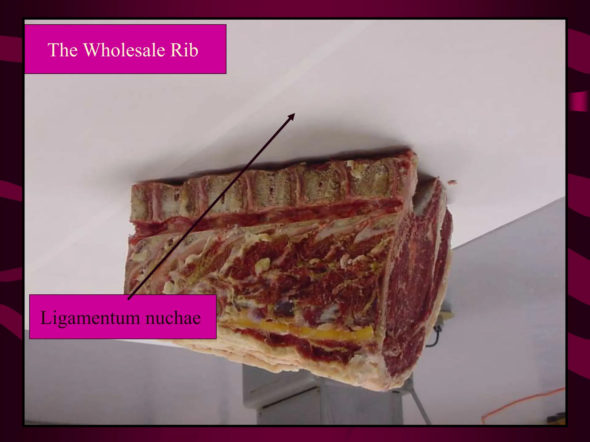 Beef Production | PPT