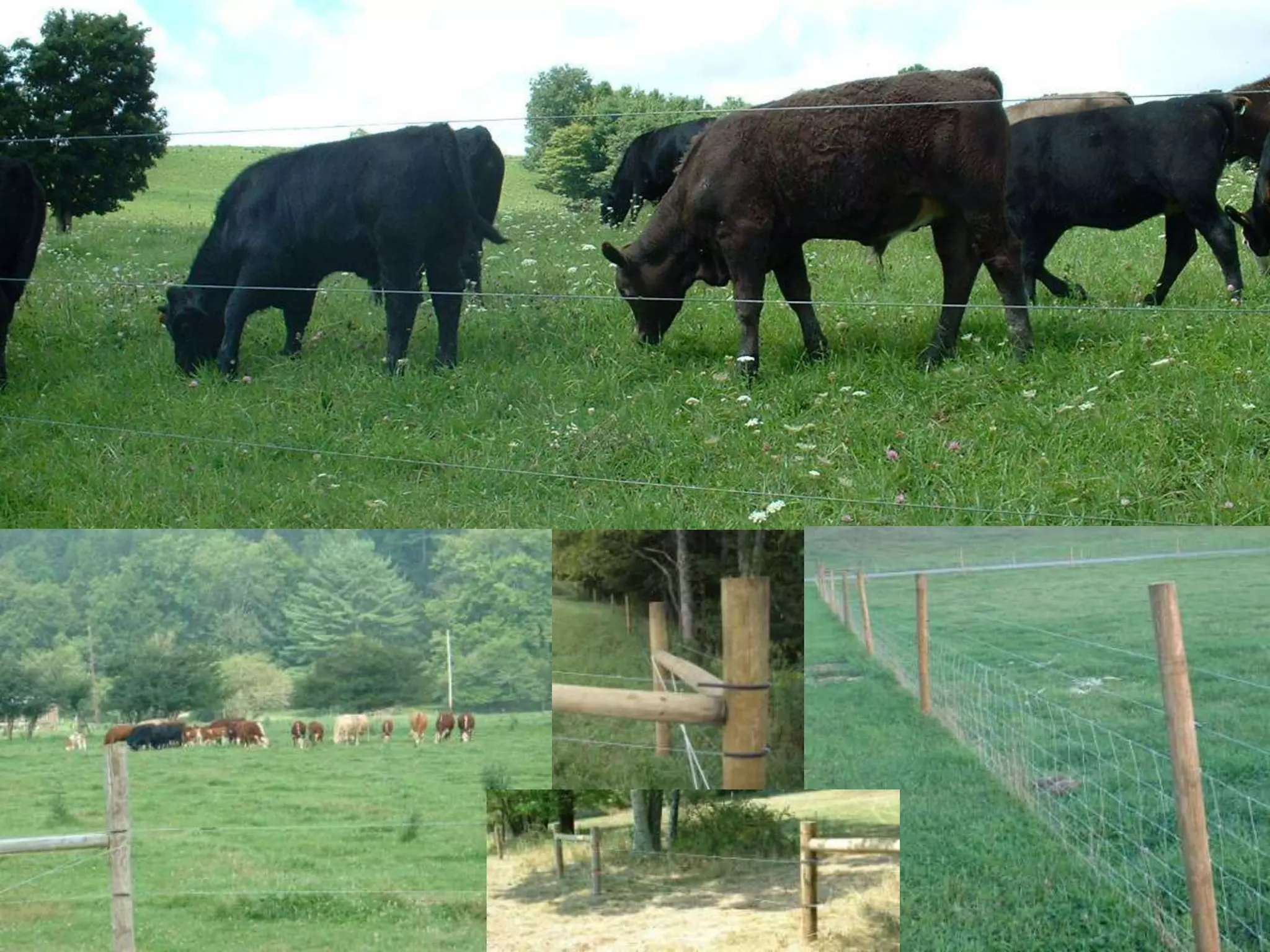 Beef housing and facilities | PPTX