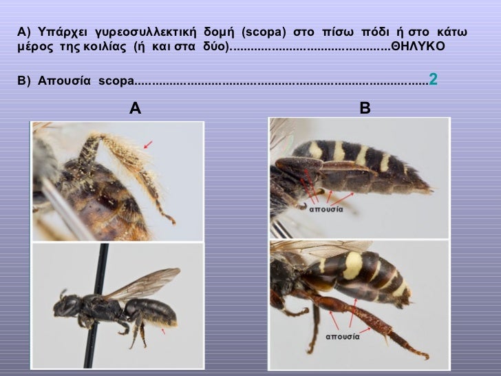 ΤΟ ΦΥΛΟ ΤΗΣ ΜΕΛΙΣΣΑΣ