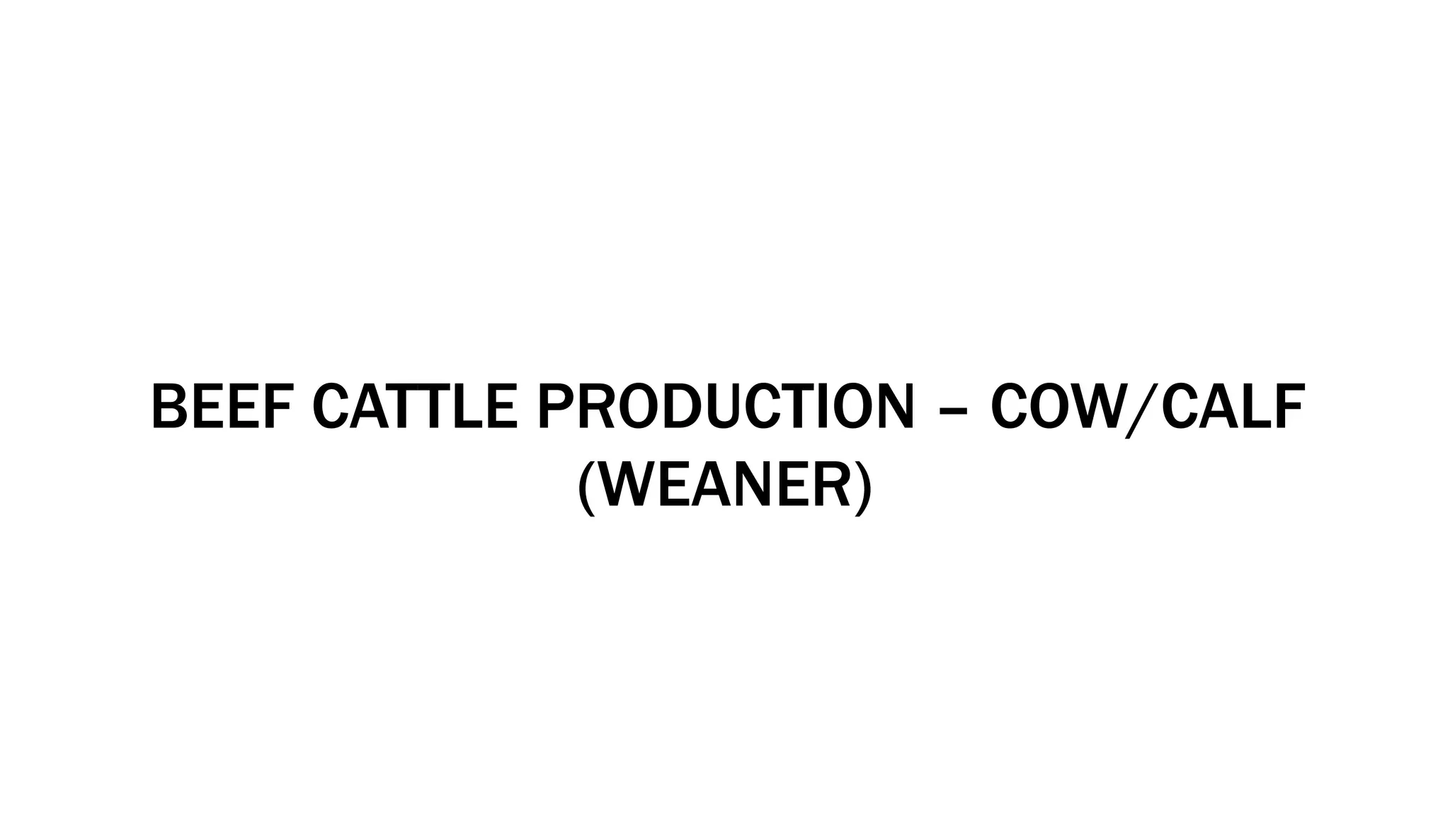 Beef production cow calf weaner | PDF
